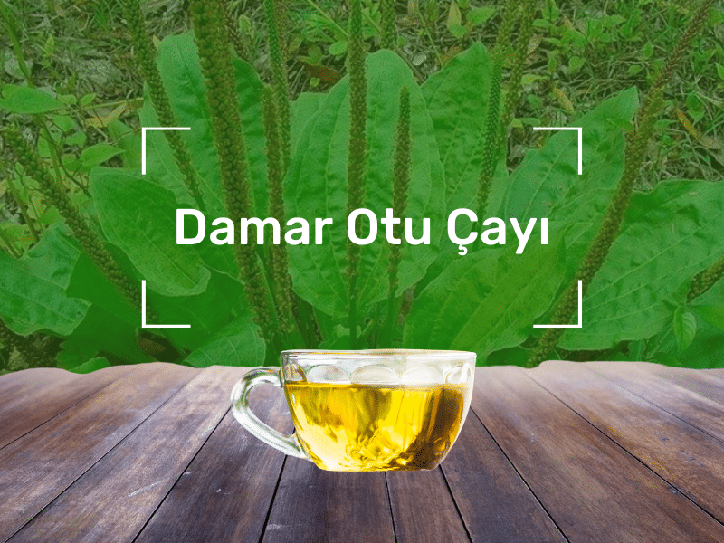 5 Maddede Damar (Sinir) Otu Faydaları - İmmunat Marketing