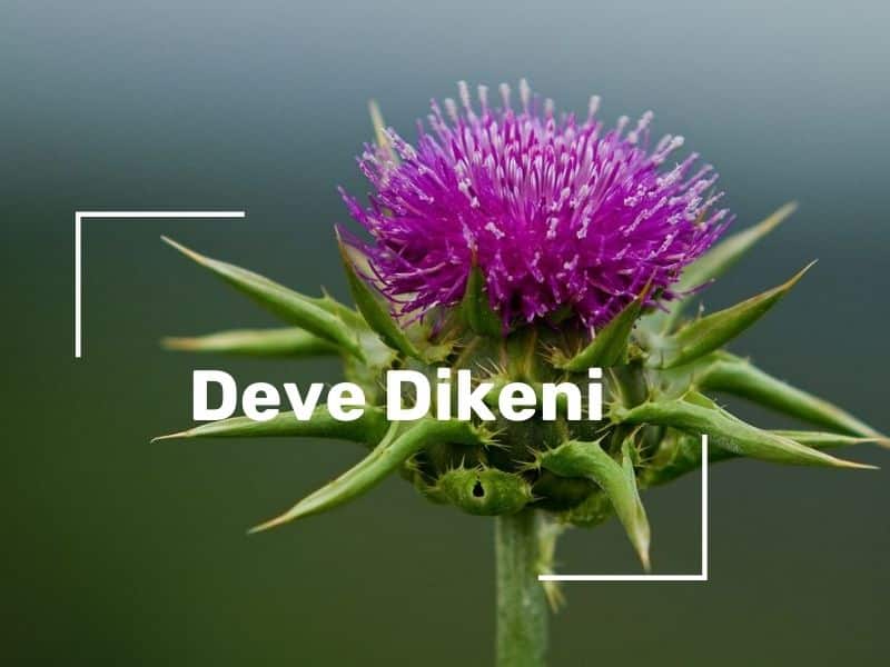 6 Maddede Deve Dikeni Tohumunun Faydaları - İmmunat Marketing